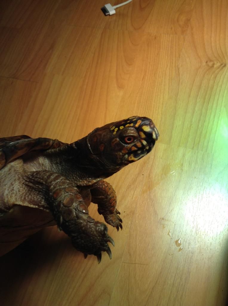 Please Help With Sexing Eastern Box Turtles Booboos Boxies Turtle