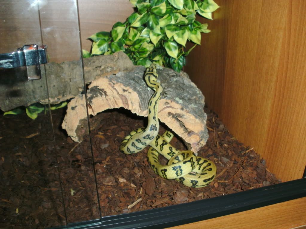 Coastal Carpet Python Thread | Page 7 | Reptile Forums