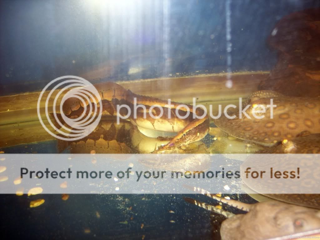 Borneo Python Eel | MonsterFishKeepers.com