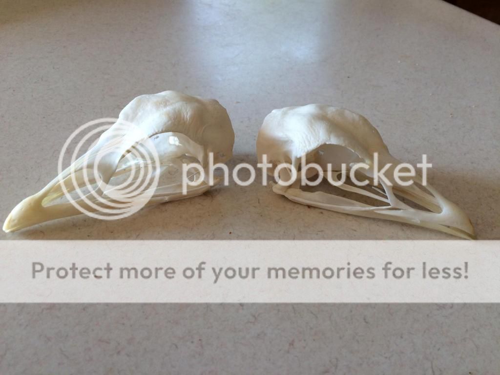 My Euro Turkey Skull Mount on Barnwood Plaque | Page 2 | Archery Talk Forum